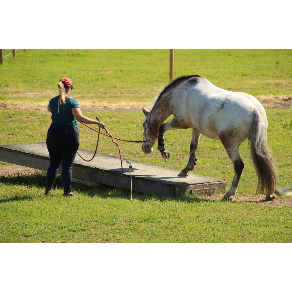 Stage de Mountain trail, équitation éthologique - EKEEP